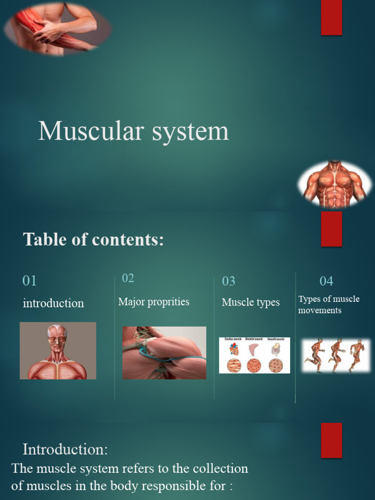 Muscular System | PDF | Muscle | Soft Tissue