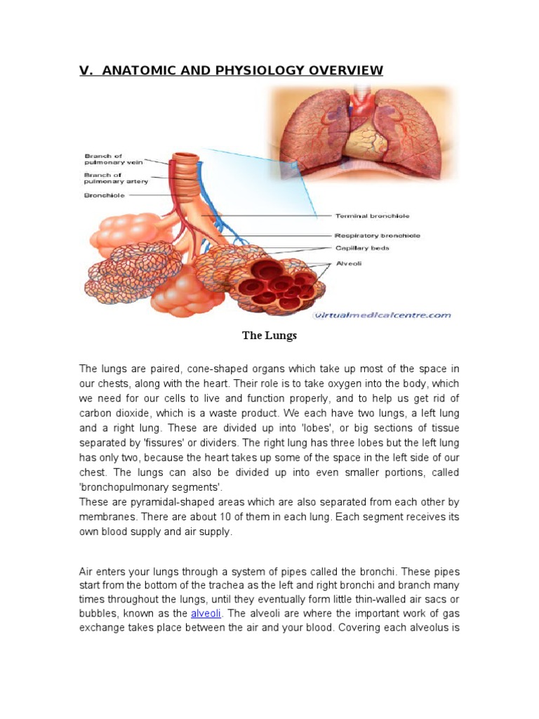 Pathophy of Cap | PDF | Lung | Respiratory Tract