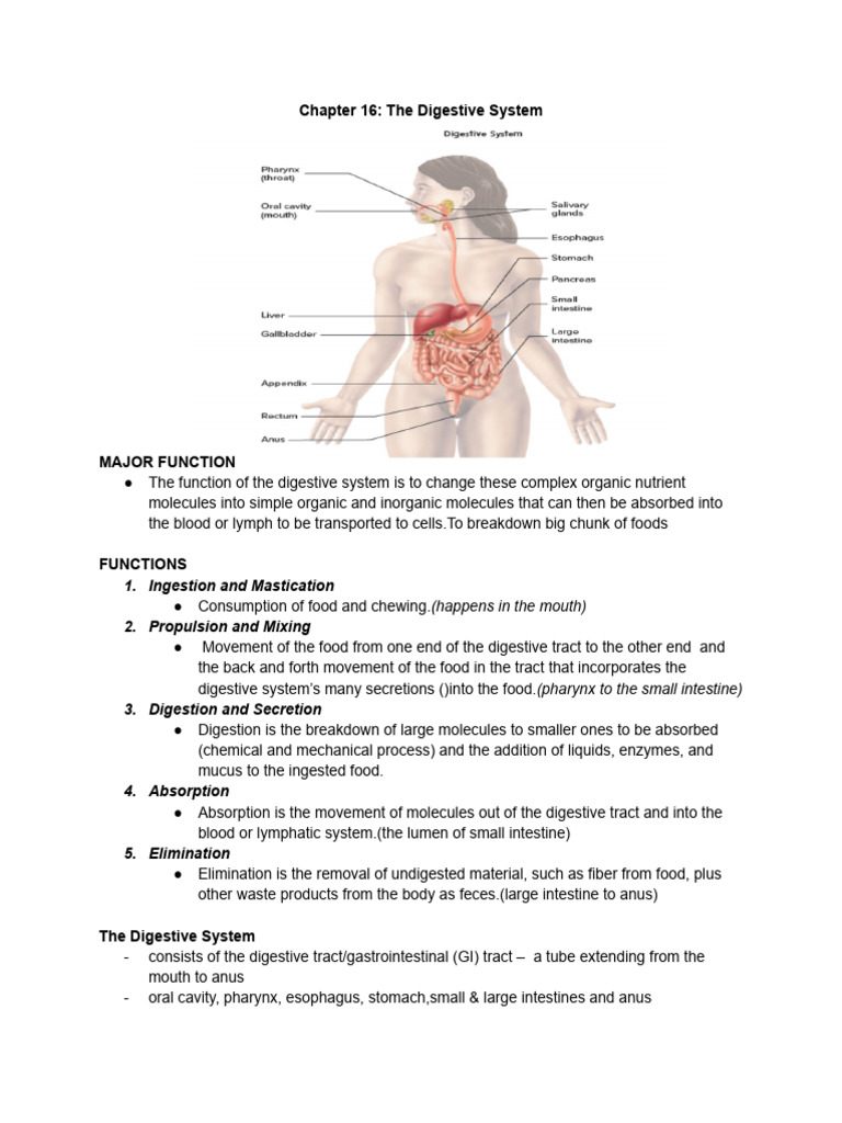 Chapter 16 - The Digestive System | PDF | Peritoneum | Human Tooth