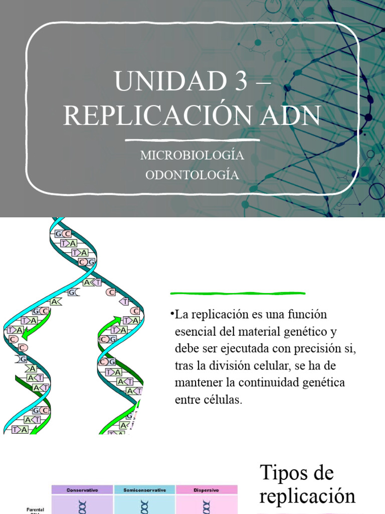 Unidad 3 – Replicación Adn (1) | PDF | Replicación De Adn | Adn