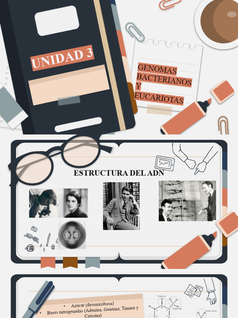 UNIDAD 3 - Estructura de ADN | PDF | Cromatina | Cromosoma