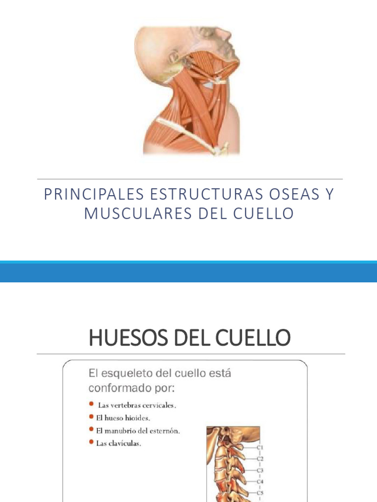 Estructuras óseas y musculares del cuello | PDF | Sistema linfático ...