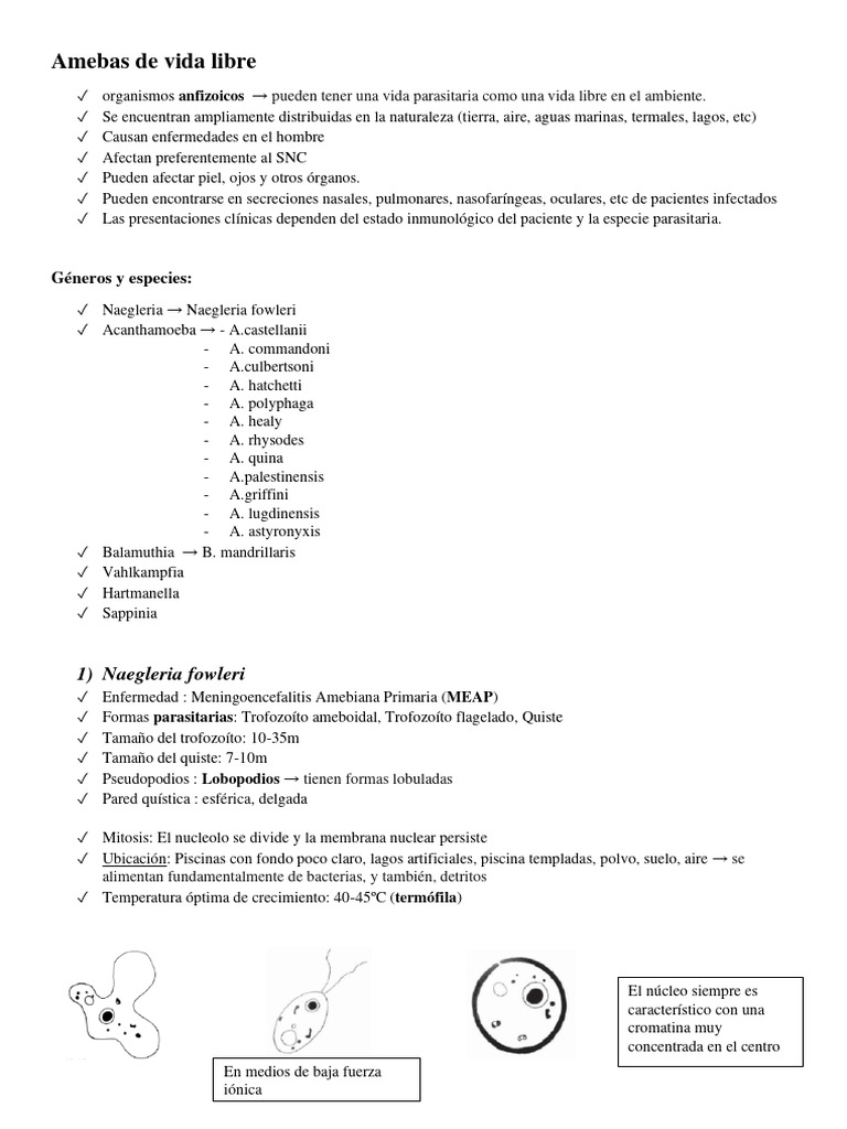 AVL - Amebas de Vida Libre | Descargar gratis PDF | Medicina CLINICA | Enfermedades y trastornos