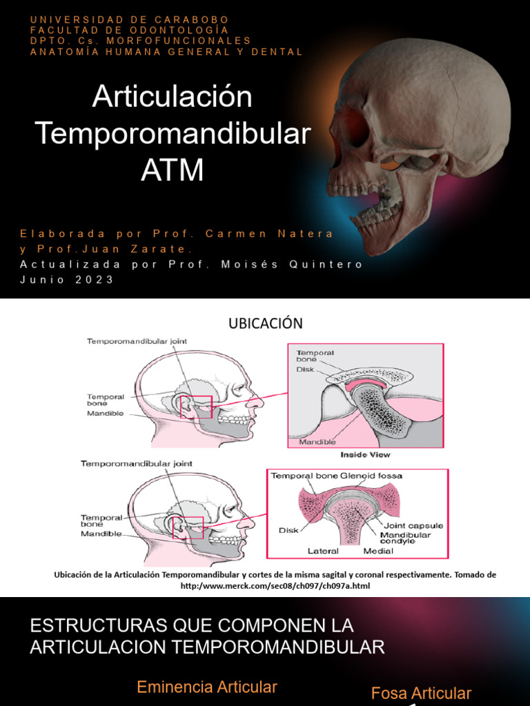 Clase de ATM 2023 | PDF | Articulación | Anatomía