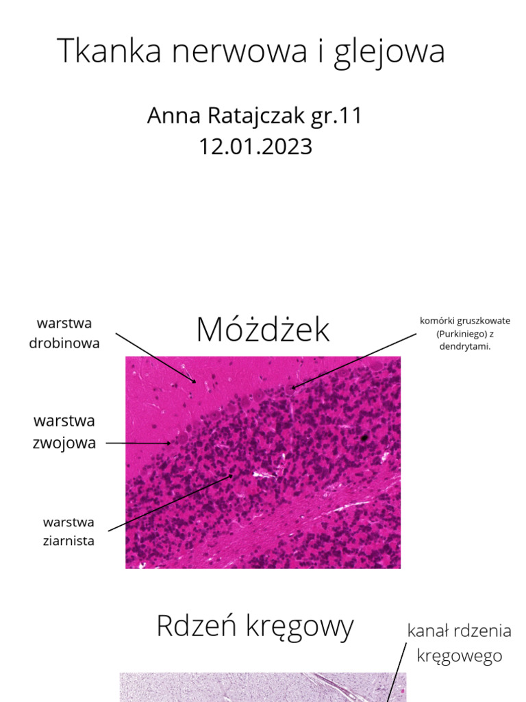 Tkanka Nerwowa I Glejowa | PDF