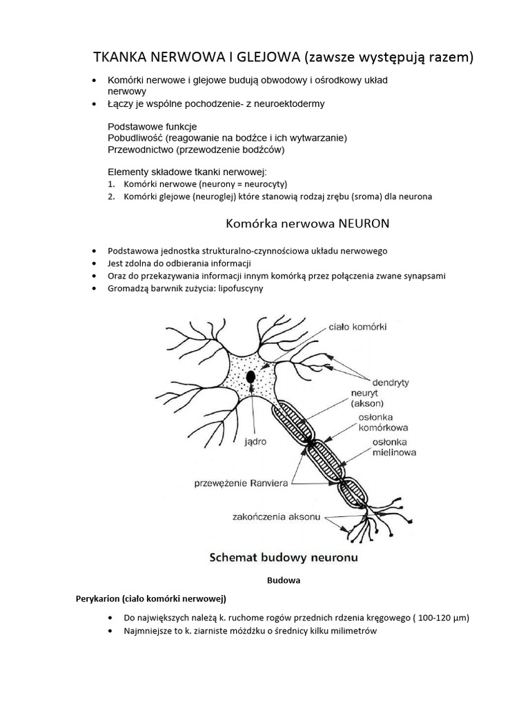 Tkanka Nerwowa | PDF