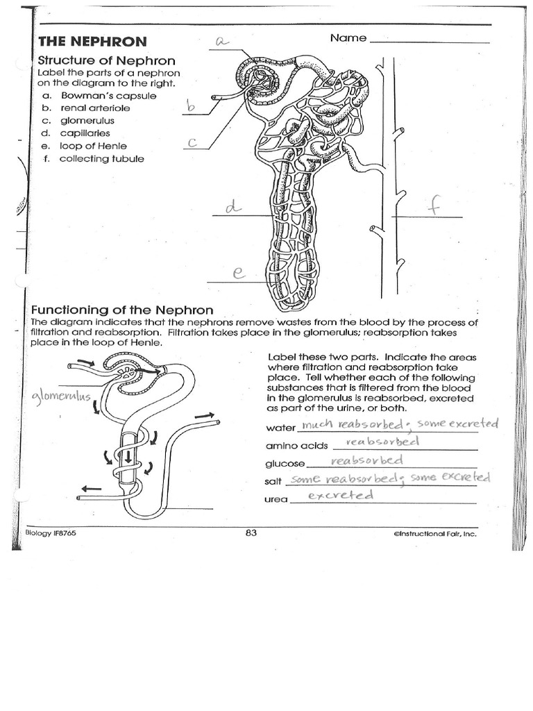 Nephron Worksheet Ans | PDF