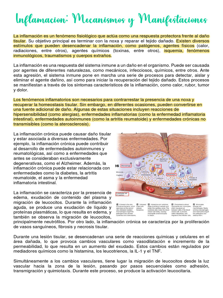 Mecanismos de la Inflamación y Sus Efectos | PDF | Inflamación ...