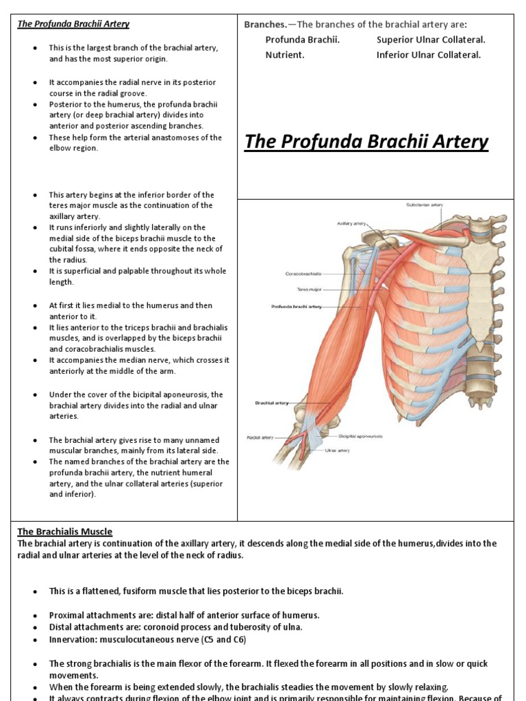 The Profunda Brachii Artery | PDF