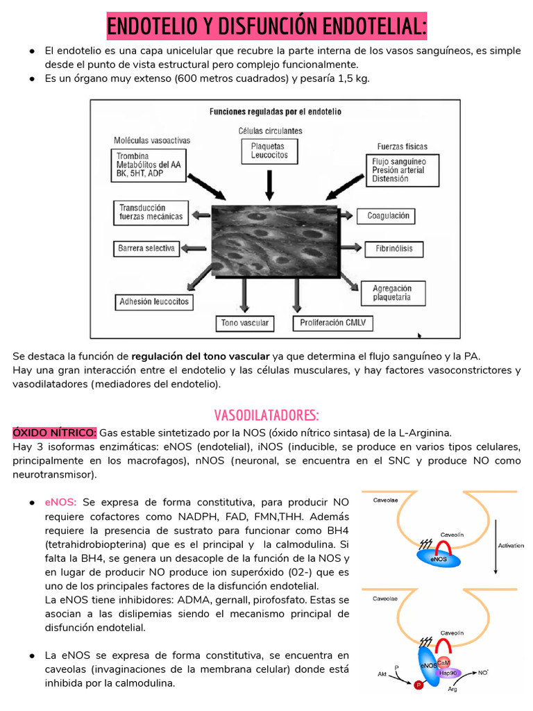Endotelio y Disfunción Endotelial | PDF | Endotelio | Biología