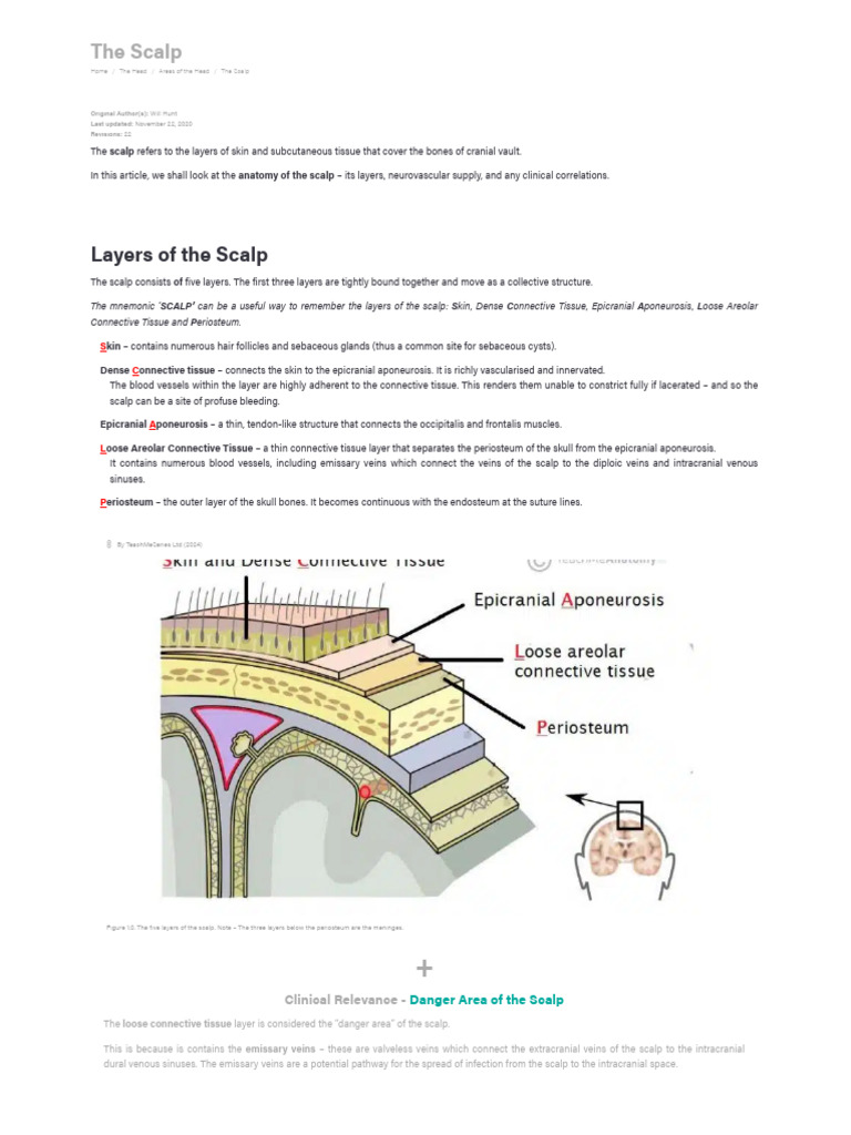 The Scalp - Layers - Innervation - Blood Supply - TeachMeAnatomy | PDF ...