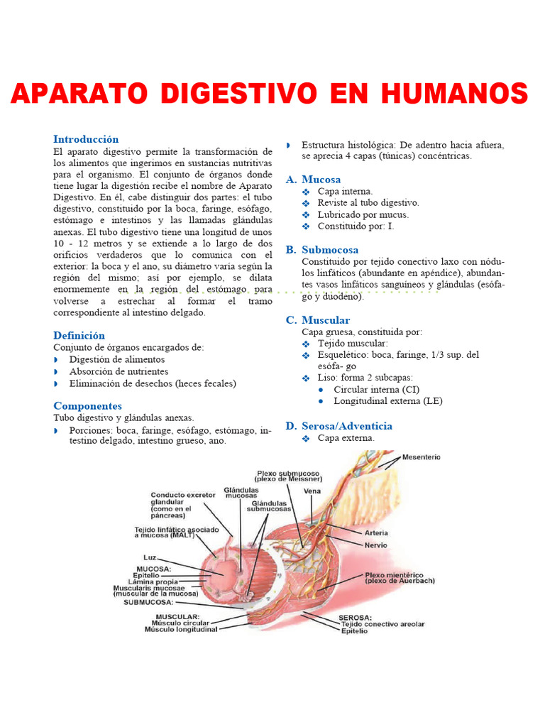 Ficha Aparato Digestivo | PDF | Sistema digestivo humano | Digestión