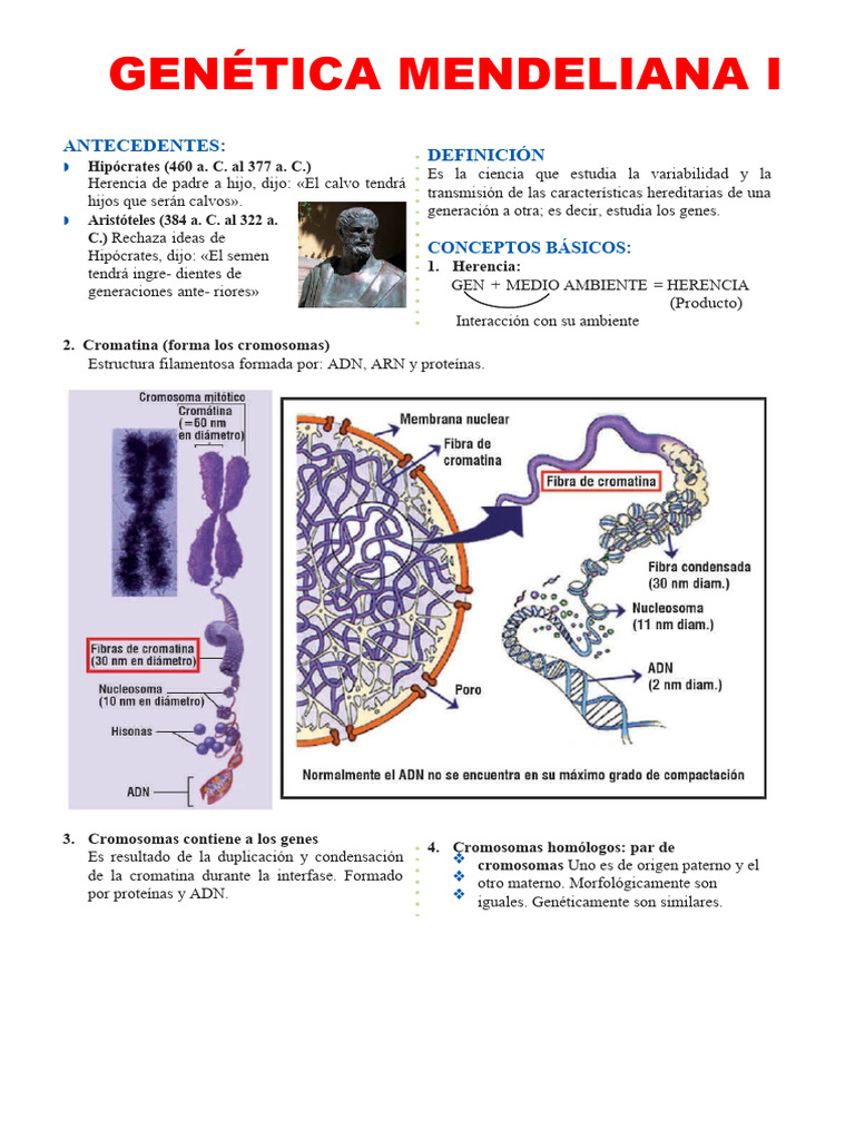 Ficha Genetica Mendeliana | PDF | Dominancia (Genética) | Cigosidad