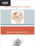 Anatomía de la Región Cigomática | PDF | Anatomía de los primates ...