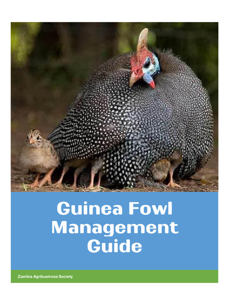 Guinea Fowl Management Guide Zas | PDF | Chicken | Egg