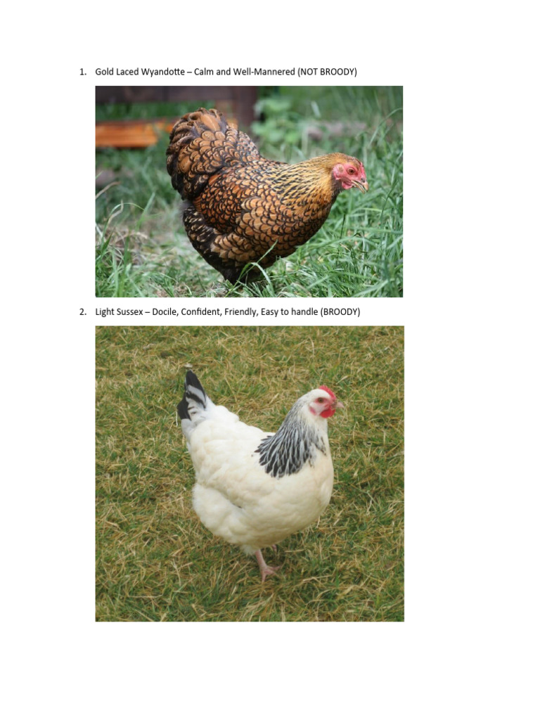 Chicken Breeds | PDF | Social Science