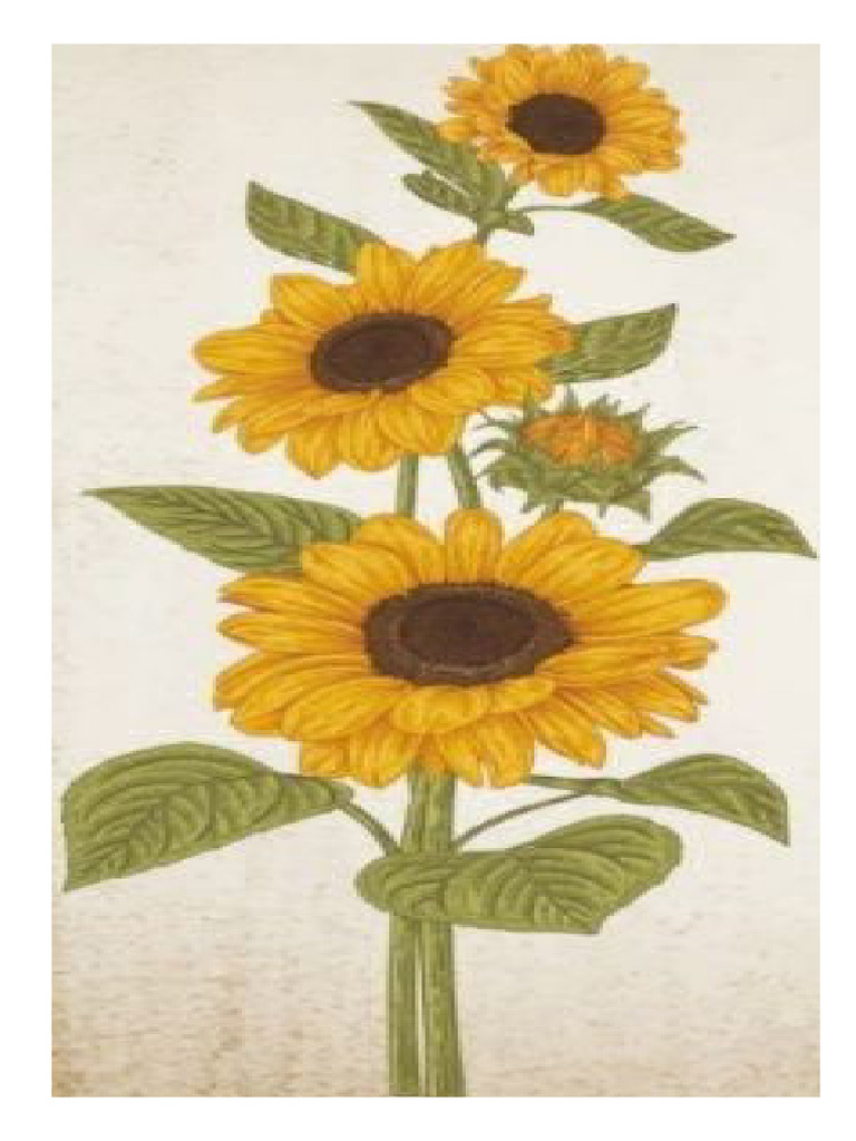 Gambar Bunga Matahari Pdf