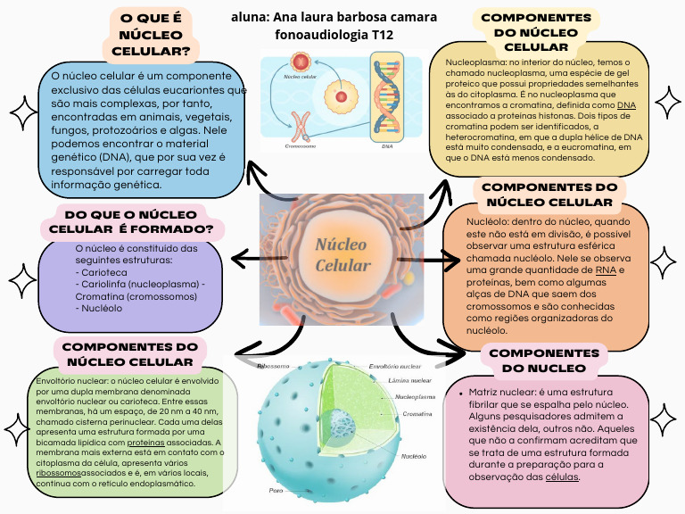 Mapa Mental Núcleo Celular | PDF | Núcleo celular | Célula (Biologia)