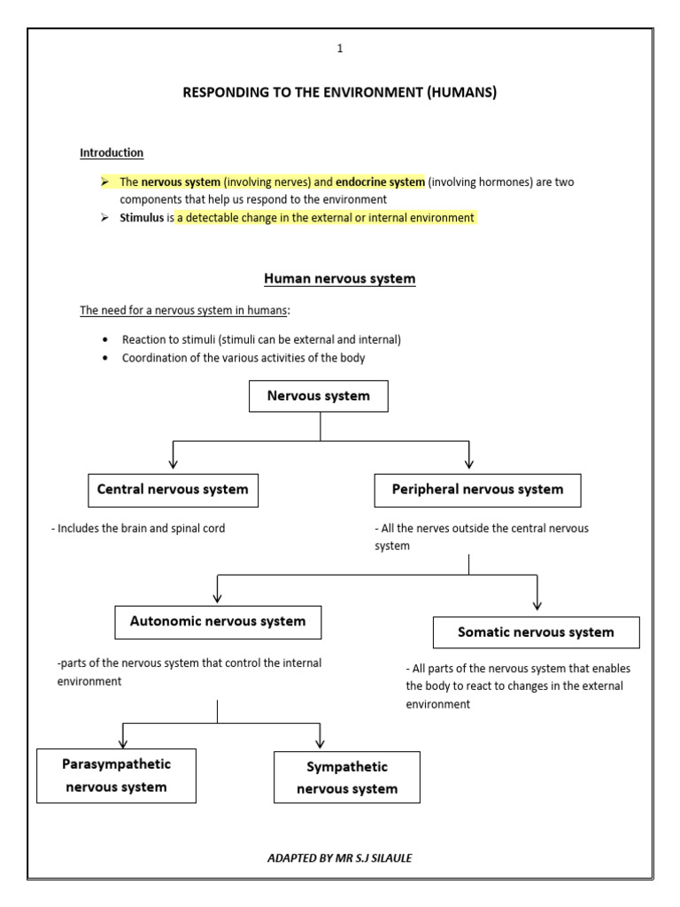 LFSC Gr12 Nervous System Notes | PDF | Nervous System | Neuron