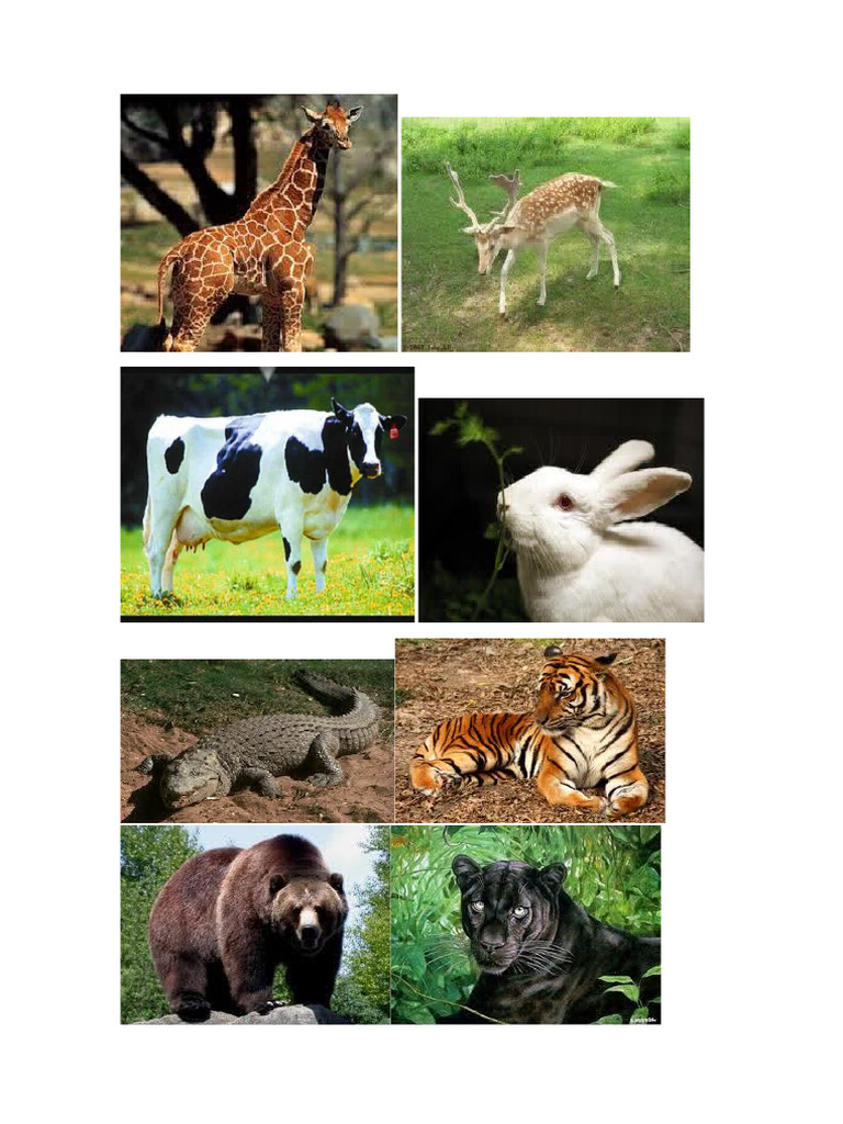 Animales Carni y Herbi | PDF