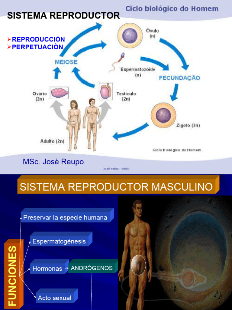 Anatomía y Funciones del Sistema Reproductor | PDF | Testículo | Ovario