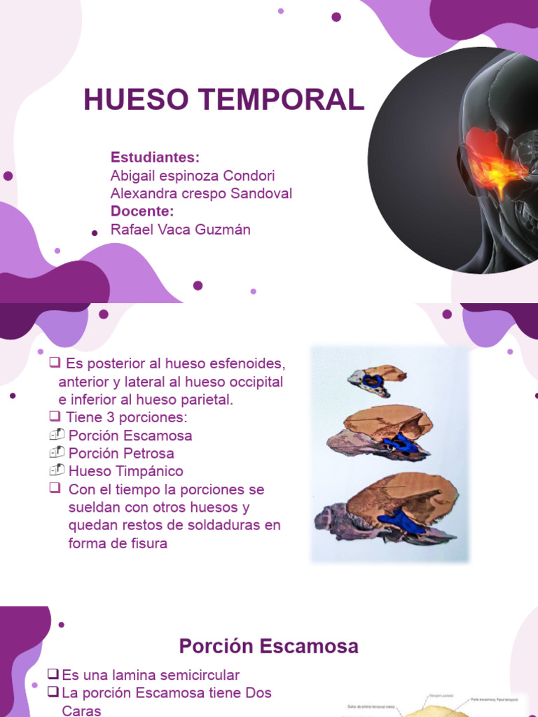 Hueso Temporal | PDF | Cráneo | Otorrinolaringología