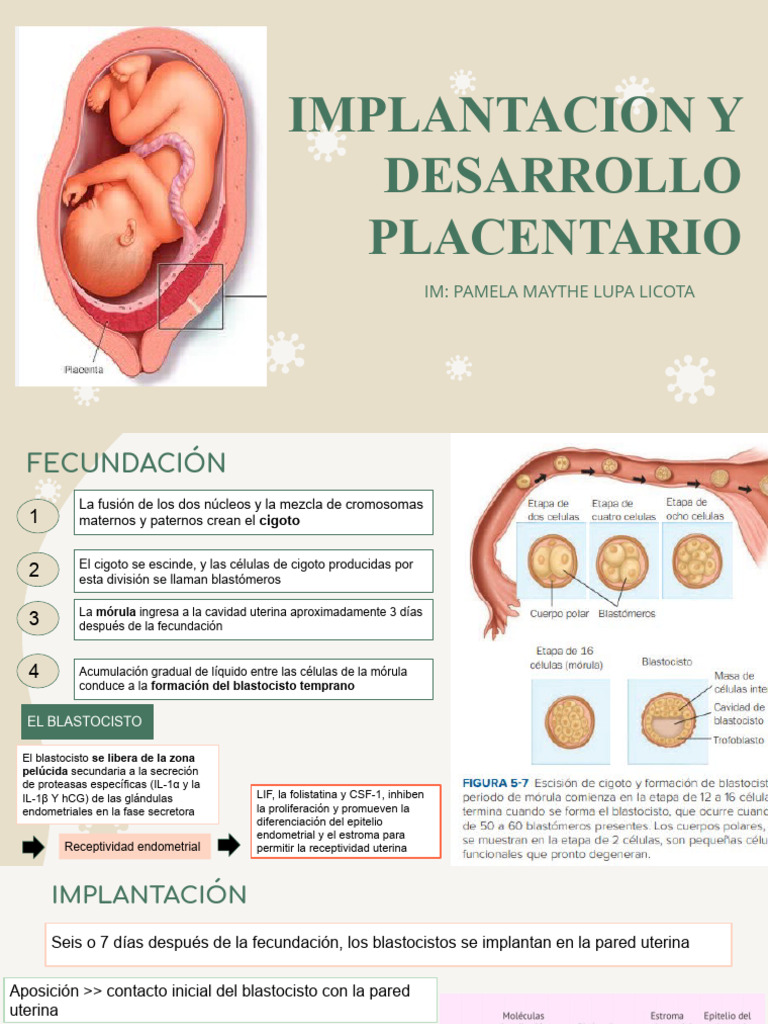 Implantacion y Desarrollo Placentario | Descargar gratis PDF | Placenta ...