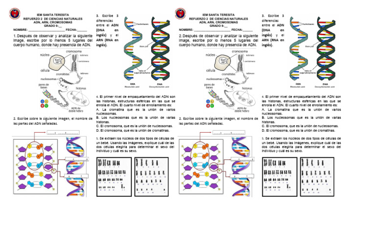 Refuerzo ADN ARN CROMOSOMA | PDF | Cromosoma | Cromatina