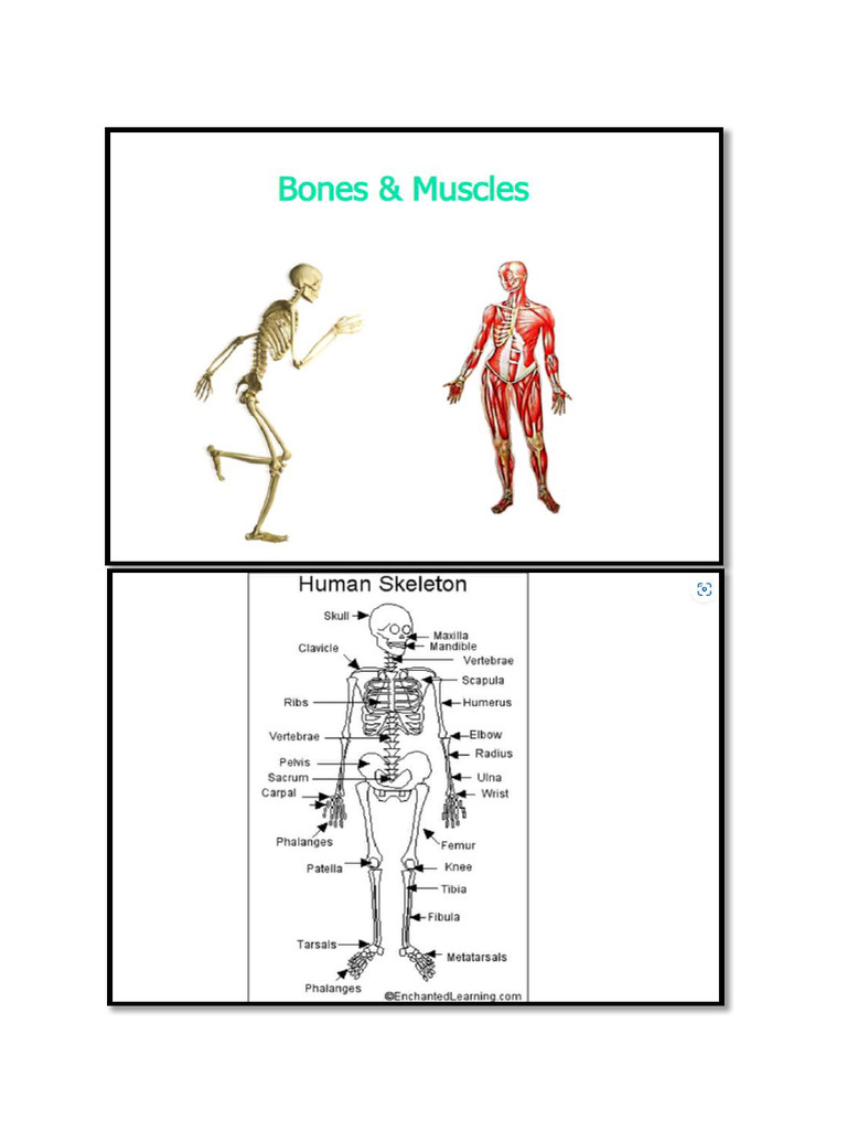 Bones and Muscles | PDF