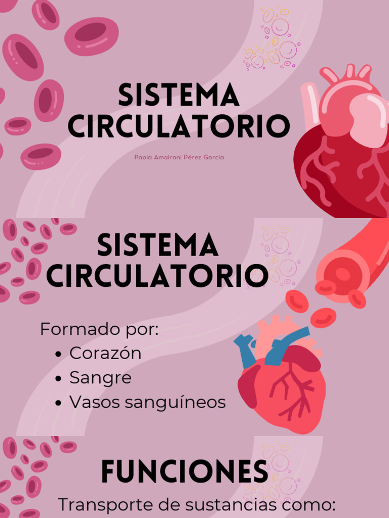 Sistema Circulatorio | PDF | Sistema circulatorio | Corazón