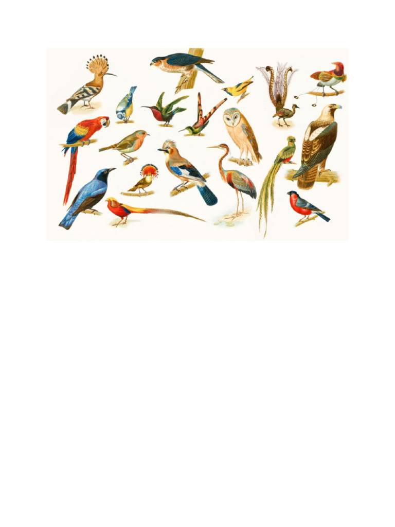 Danh Sach Cac Loai Chim | PDF