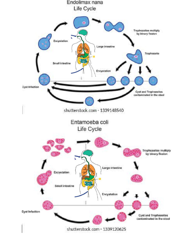 Ciclo Biológico de Las Amebas | PDF