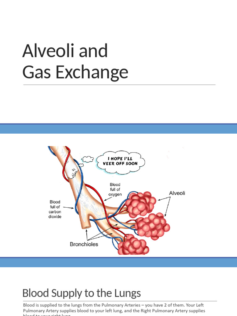 11 Resp Alveoli and Gas Exchange 24 | Download Free PDF | Lung ...