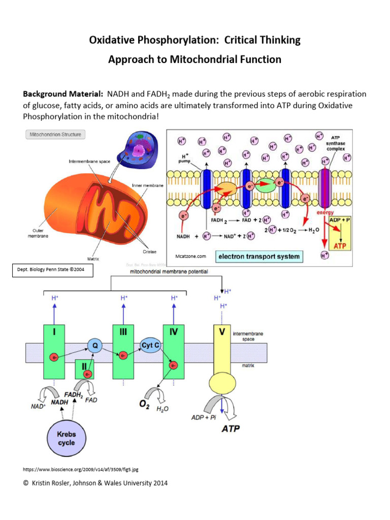 Oxidative Phosphorylation Overview | PDF | Electron Transport Chain ...