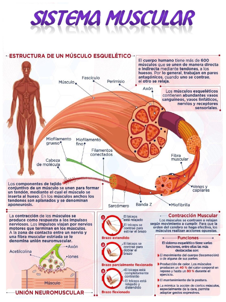 Infografia Sistema Muscular | PDF