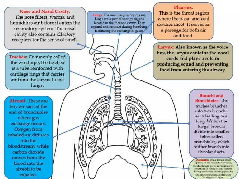 Human Respiratory System Colouring Sheet Ver 1 | PDF | Respiratory ...