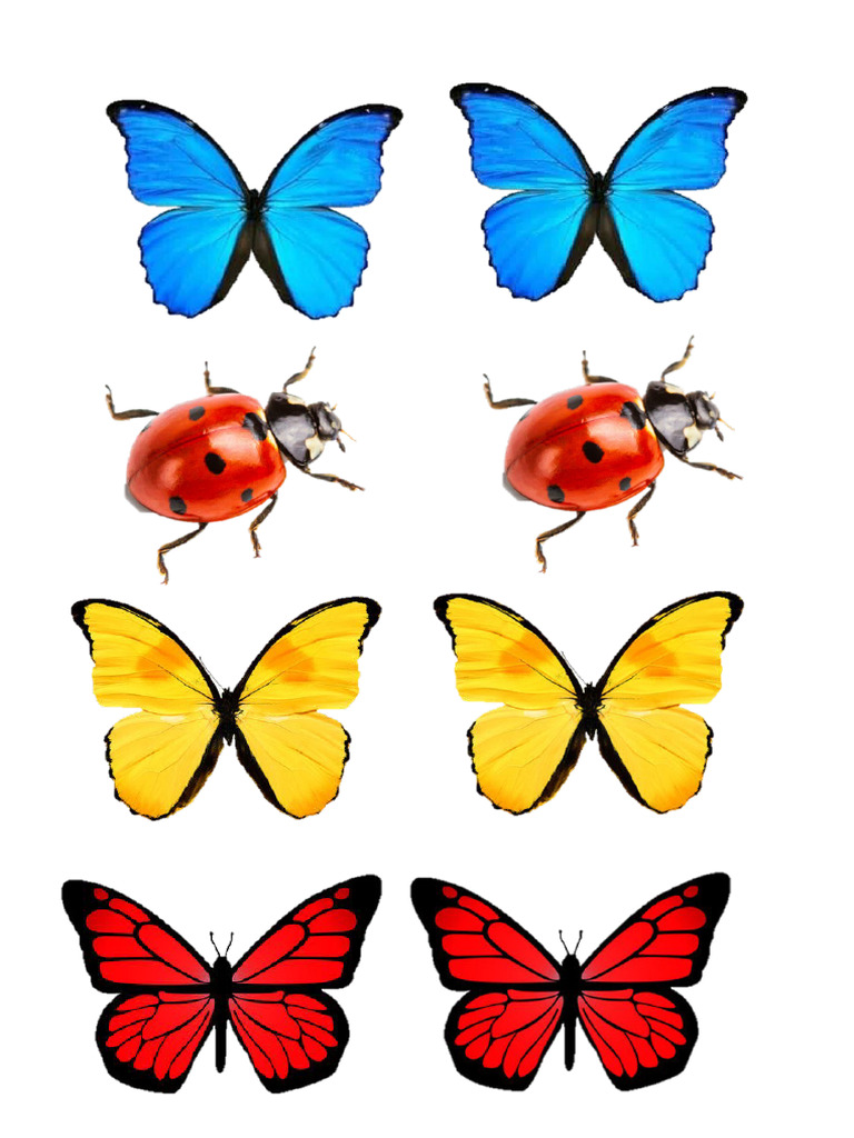 Insecte Colorate | PDF