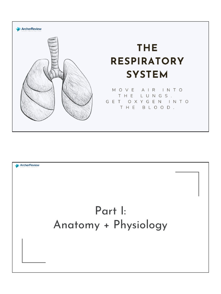 Respiratory: Anatomy + Physiology | PDF | Respiratory Diseases ...