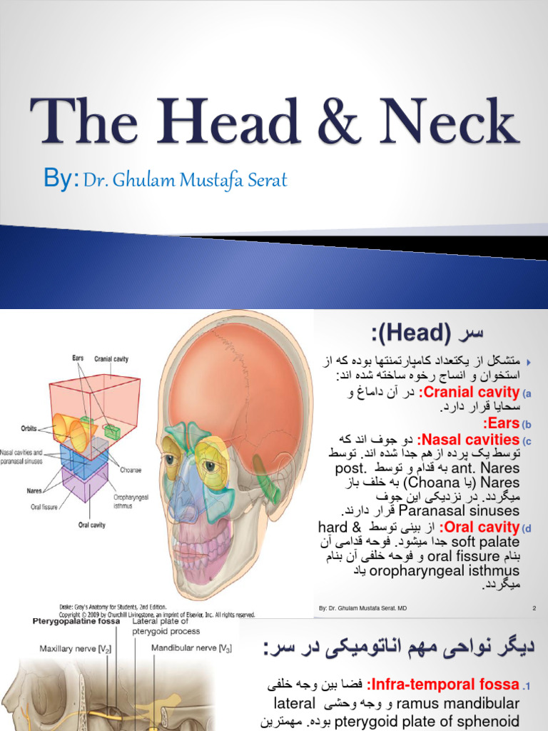 04-The Head & Neck | PDF