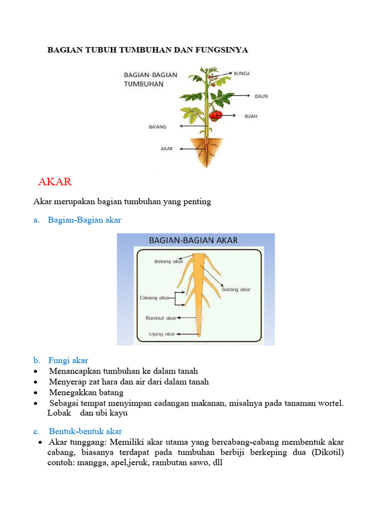 Bagian Tubuh Tumbuhan Dan Fungsinya | PDF Bagian Tubuh Tumbuhan Dan Fungsinya | PDF