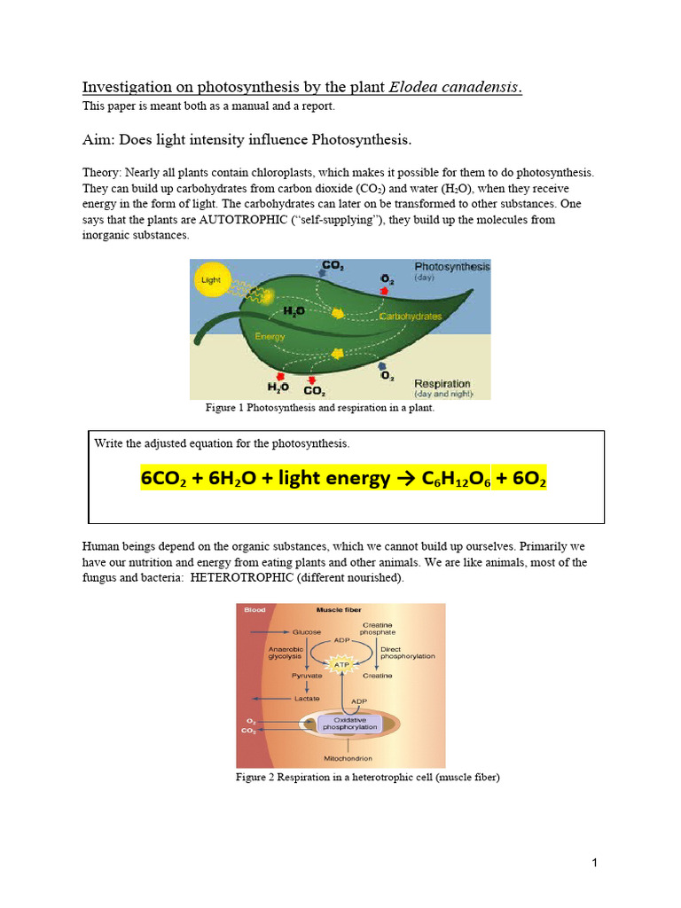 Light Intensity Effects on Elodea Photosynthesis | PDF | Nutrition ...