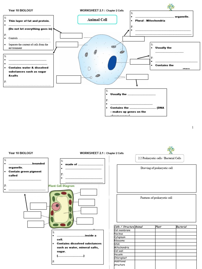 2.1 Cell Structures | PDF | Cell (Biology) | Prokaryote