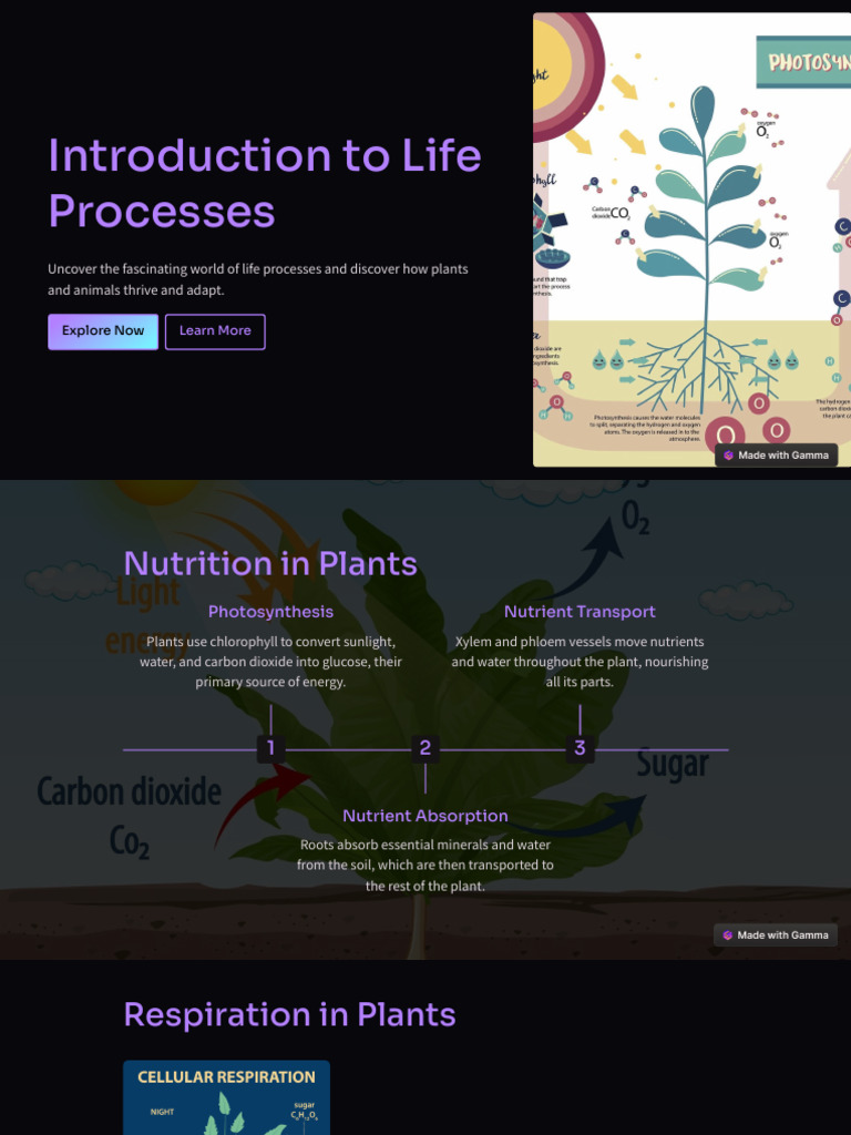 Life Processes in Plants and Animals | PDF | Leaf | Cellular Respiration