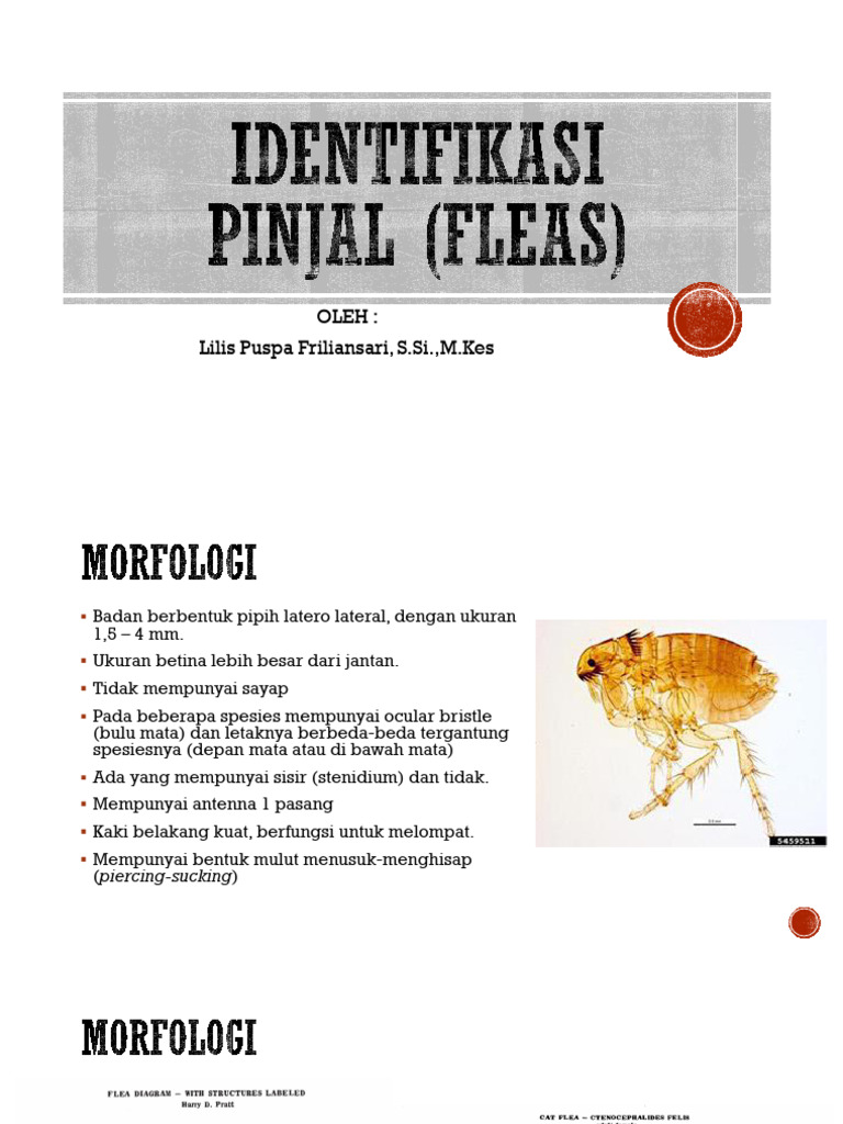 Identifikasi Pinjal | PDF