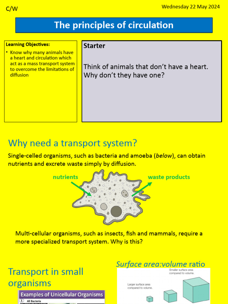 1B1 The Principles of Circulation | PDF | Circulatory System | Heart