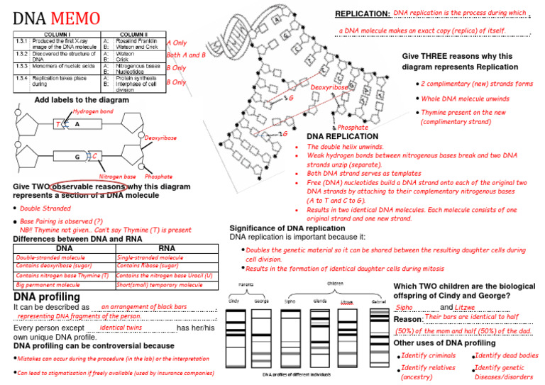 DNA Replication and Profiling Overview | PDF | Dna | Dna Replication