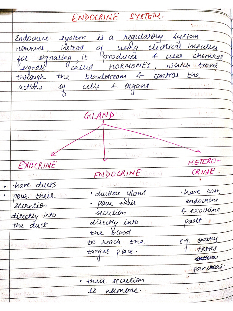 Endocrine System | PDF