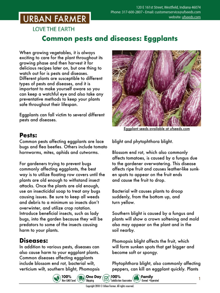 Eggplants Common Pests and Diseases | PDF | Pest (Organism) | Eggplant