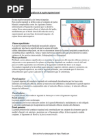 Anatomía de la Región Inguinal | PDF | Anatomía | Morfología (biología)
