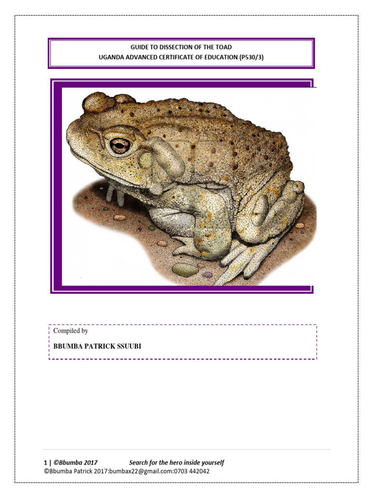 Guide To Dissection of The Toad | PDF | Vein | Aorta
